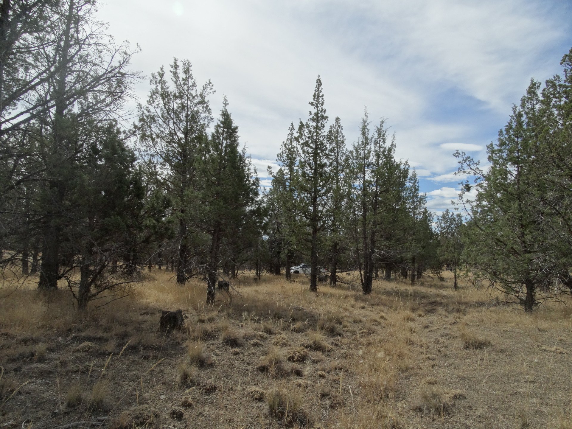 Rural Land for Sale | Undeveloped Property | Modoc Recreational Estates