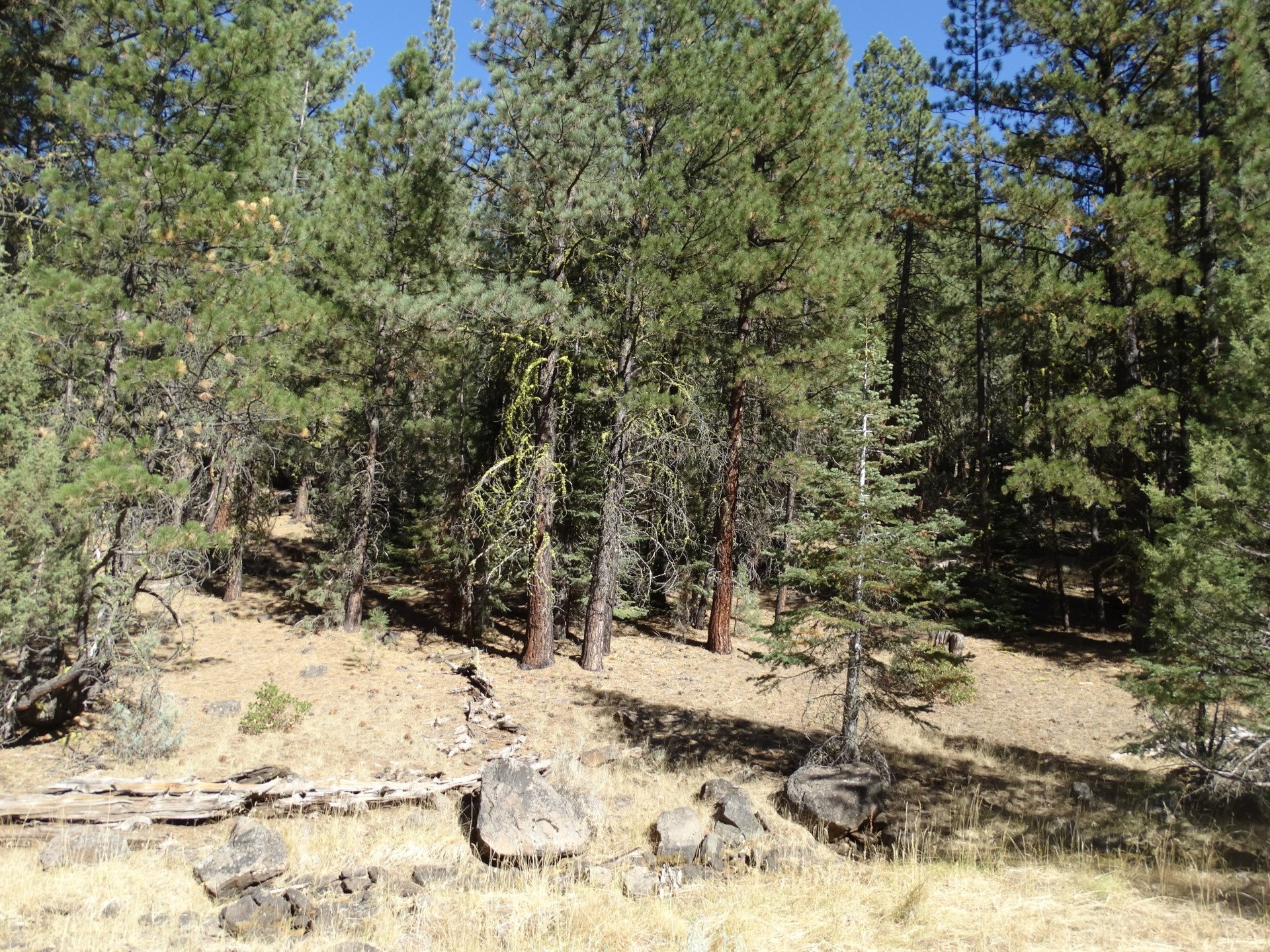 Rural Land for Sale | Undeveloped Property | California Pines | Modoc