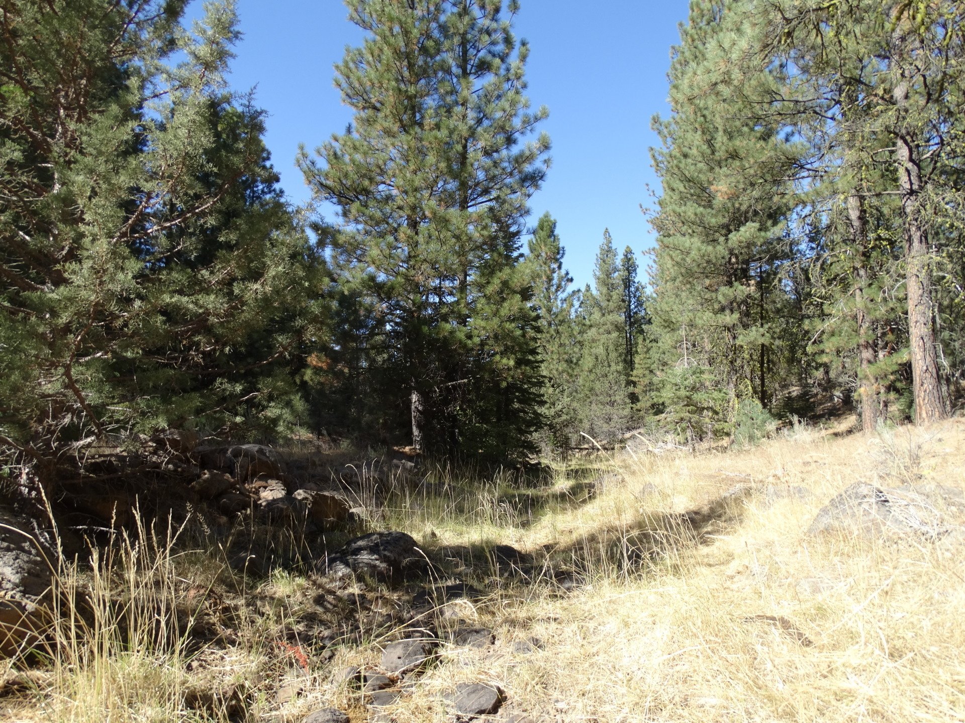 Rural Land for Sale | Undeveloped Property | California Pines | Modoc