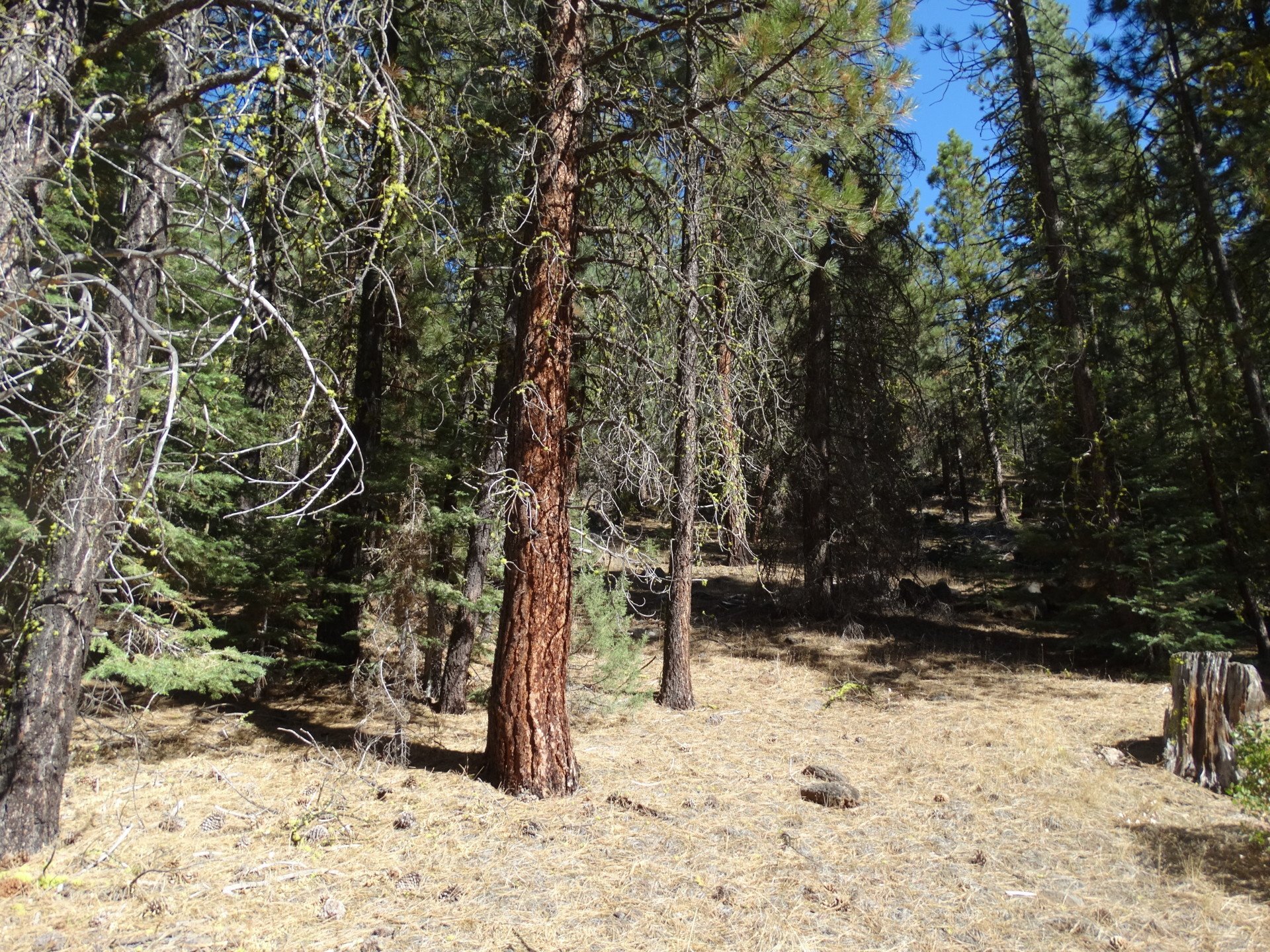 Rural Land for Sale | Undeveloped Property | California Pines | Modoc