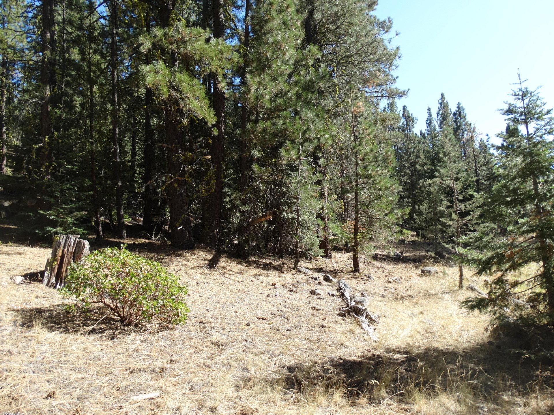 Rural Land for Sale | Undeveloped Property | California Pines | Modoc