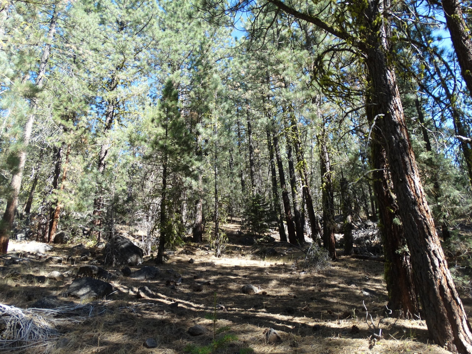 Rural Land for Sale | Undeveloped Property | California Pines | Modoc