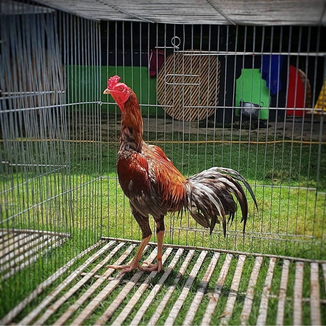 Mangon Upgrade Sasana Ngapak Purwokerto