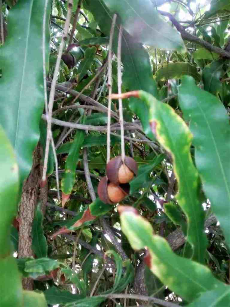 This year we had our best Macadamia Nut harvest ever!