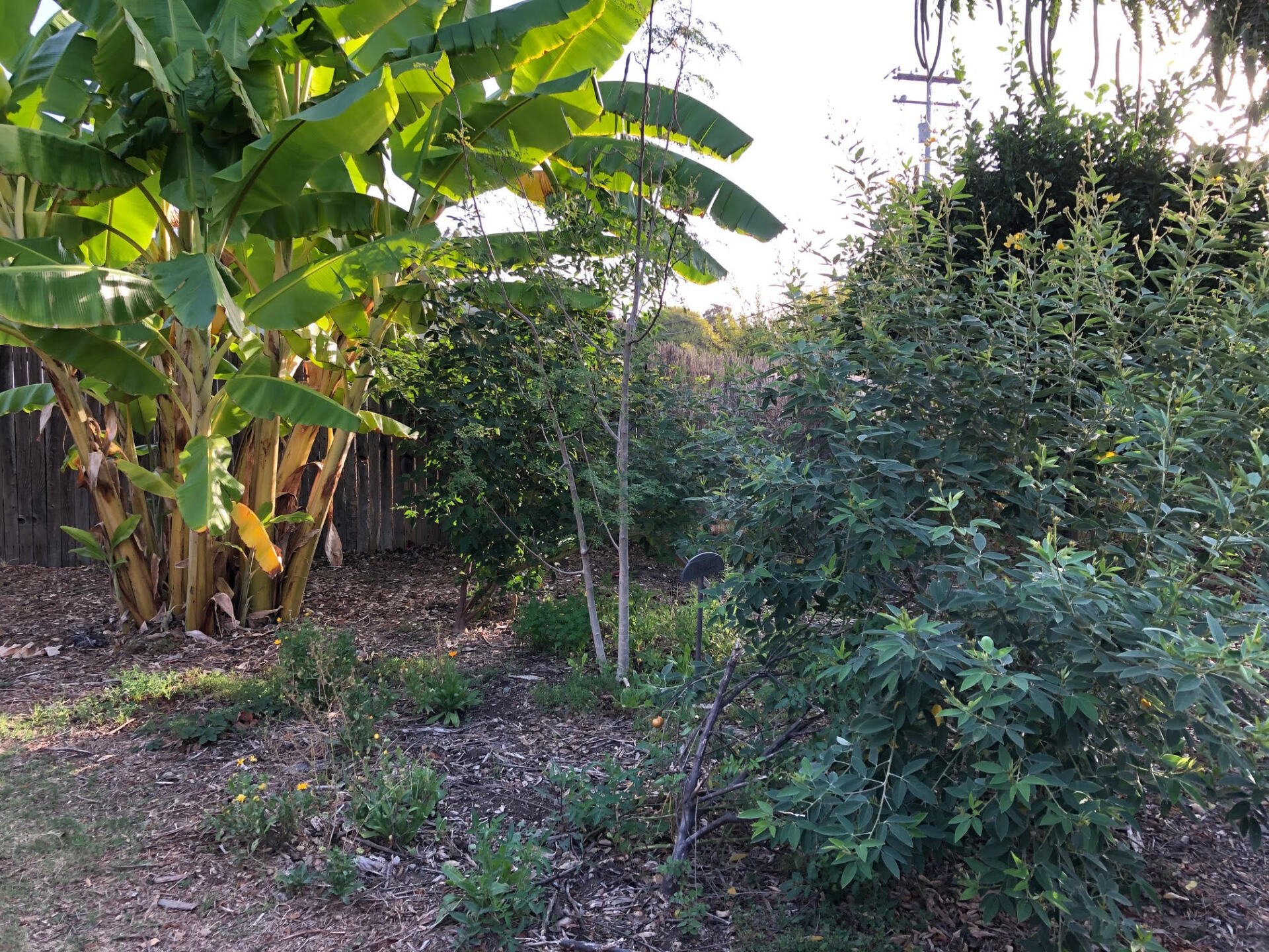 Planting Food Forest Guilds