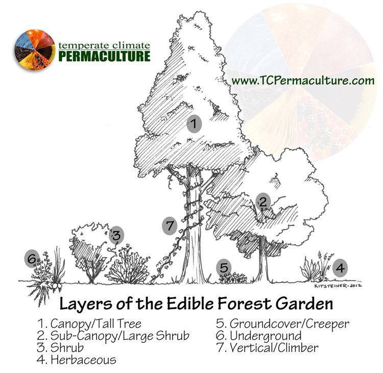 Planting Food Forest Guilds