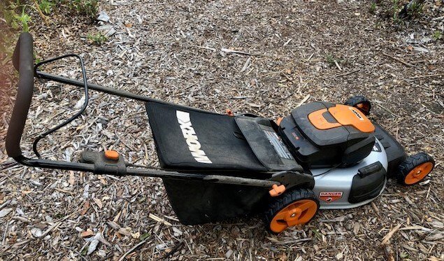 Growing Sugar Cane at Aloha Food Forest