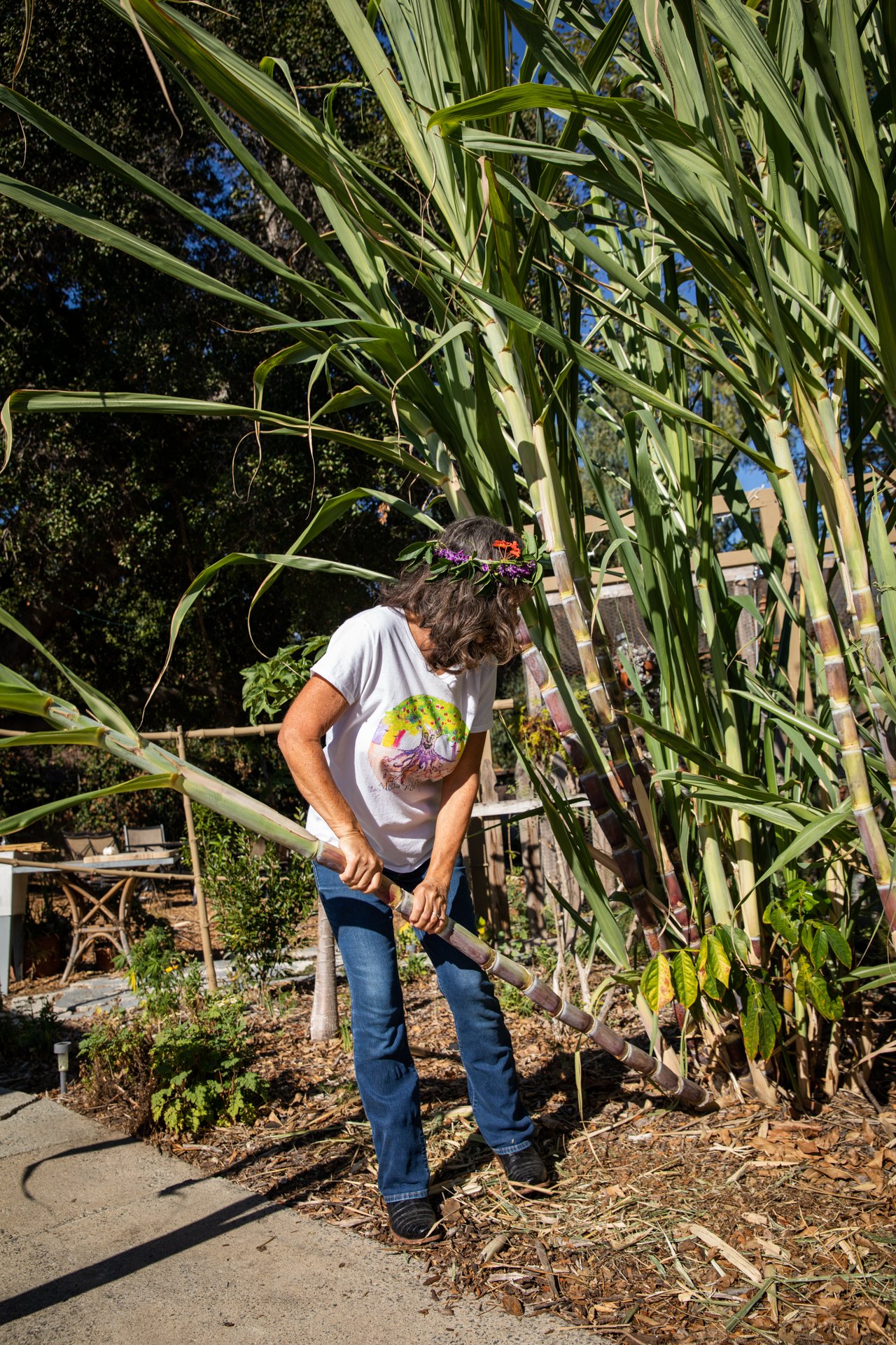 Growing Sugar Cane at Aloha Food Forest