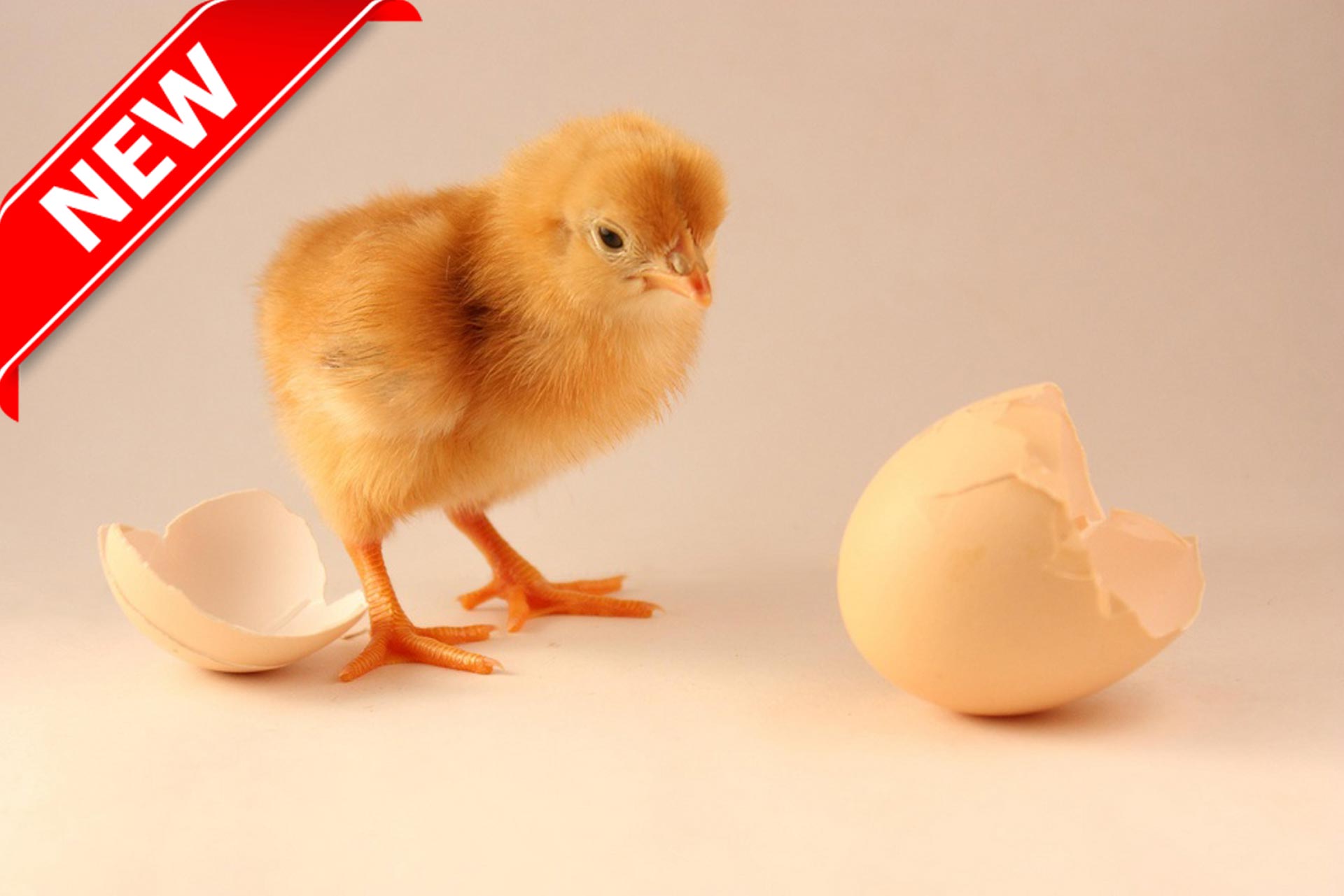 Poussins d'1 jour | Couvoir Amar | Sénégal