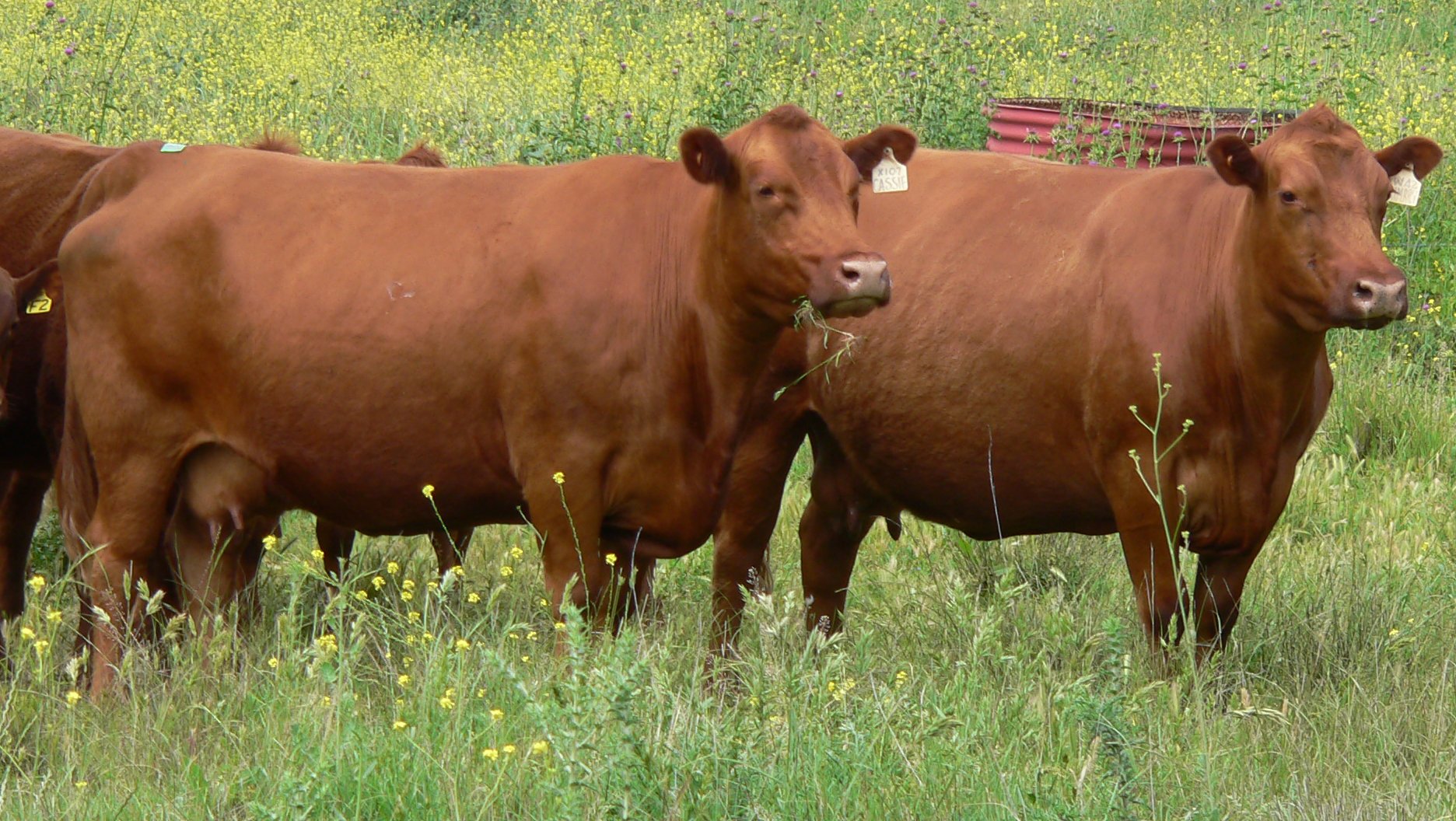 Goonoo Red Angus - Tamworth, NSW - Home