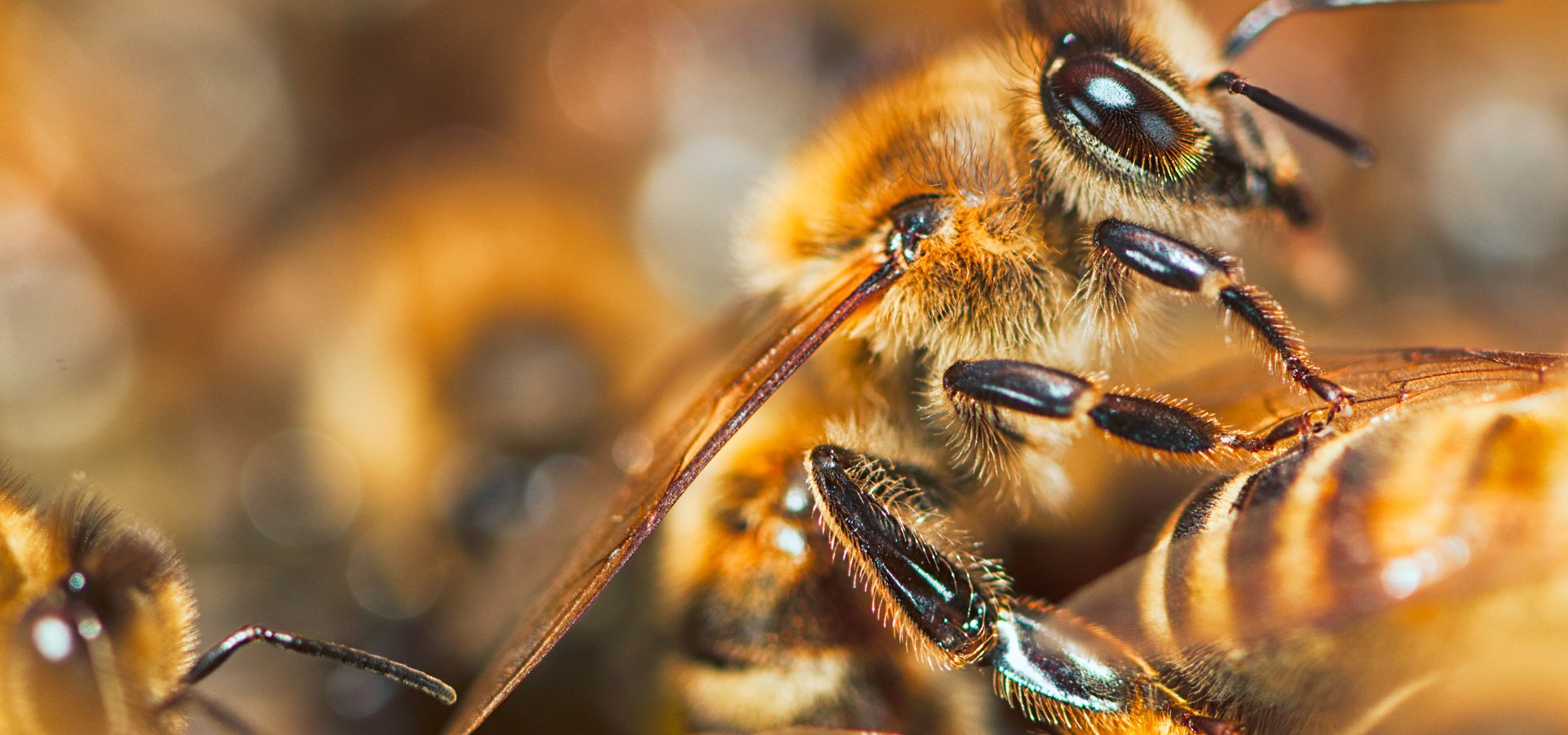 Residential Pest Control Services - AllPests pest control