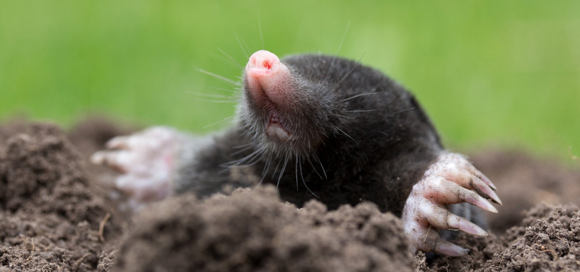 Common Rodents and Vermin Control in Devon