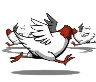 Headless Chickens
