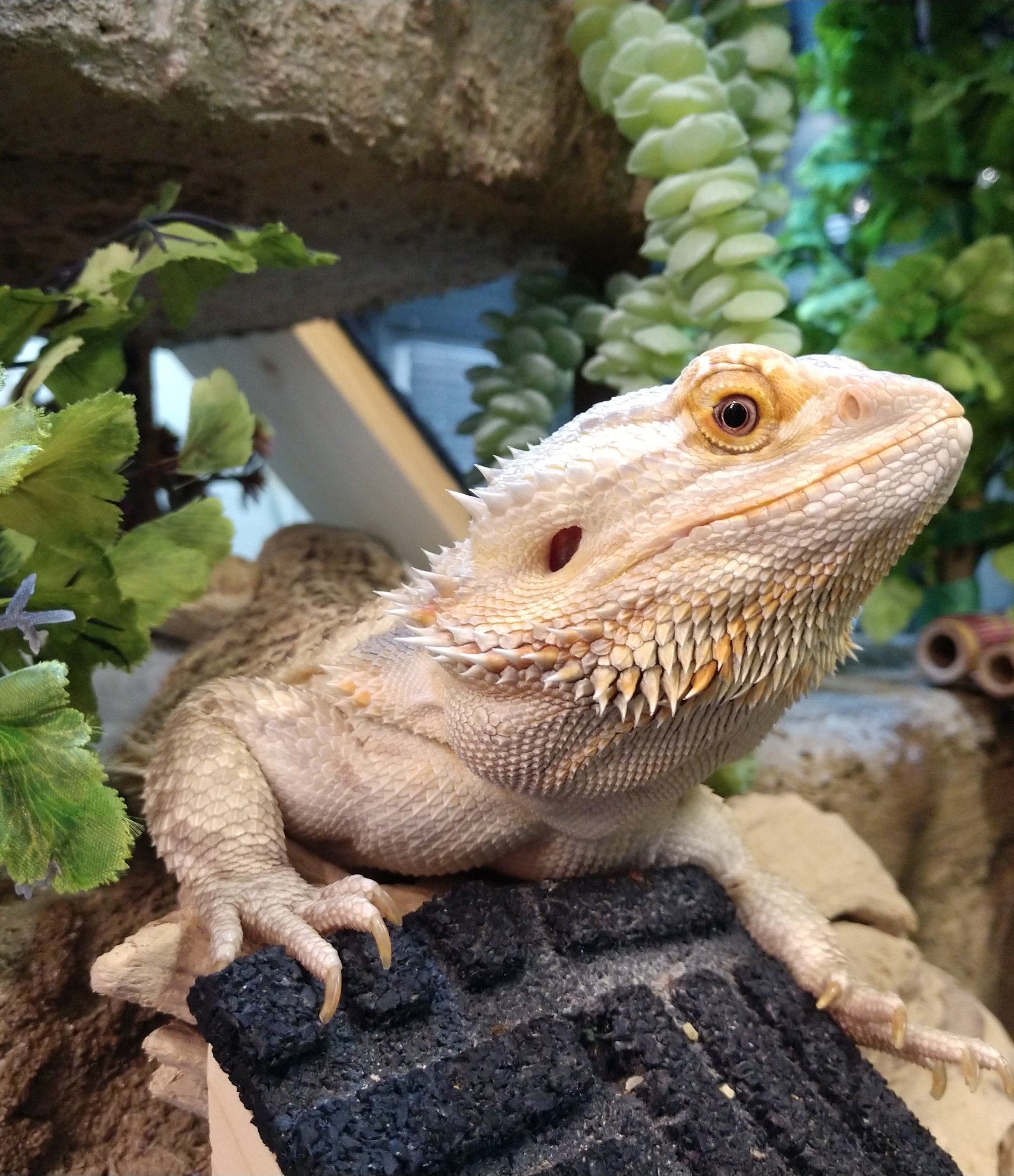 Reptile Boarding Bungalows