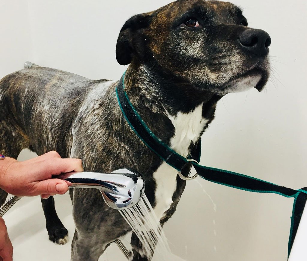 Dog hydrobath | Muttley Makeovers