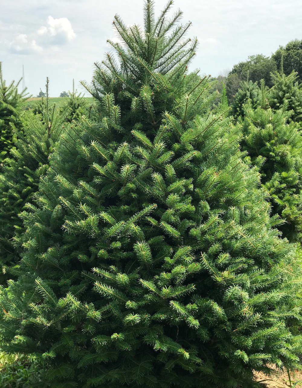Harrod Tree Farm | Christmas Tree Farm in Shirley, MA