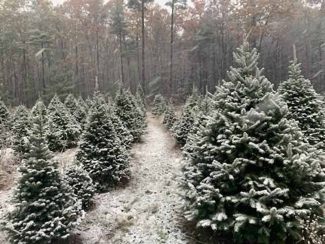 Harrod Tree Farm is closed for the Season
