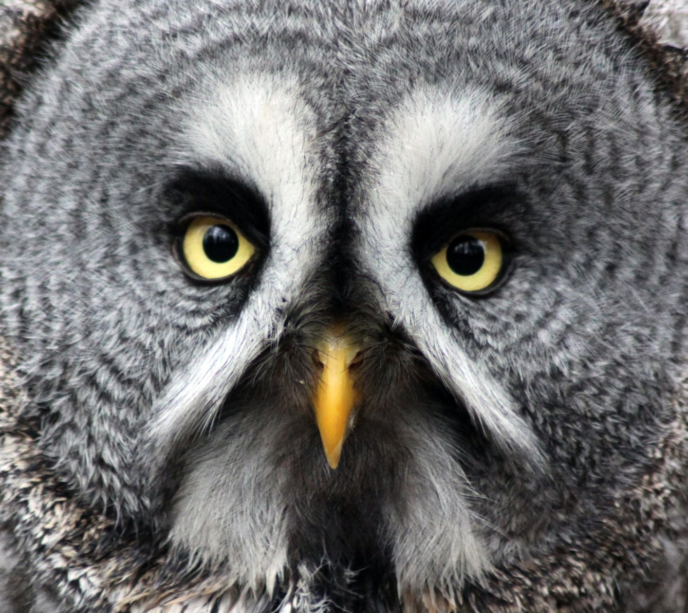CAPTIVE BIRDS