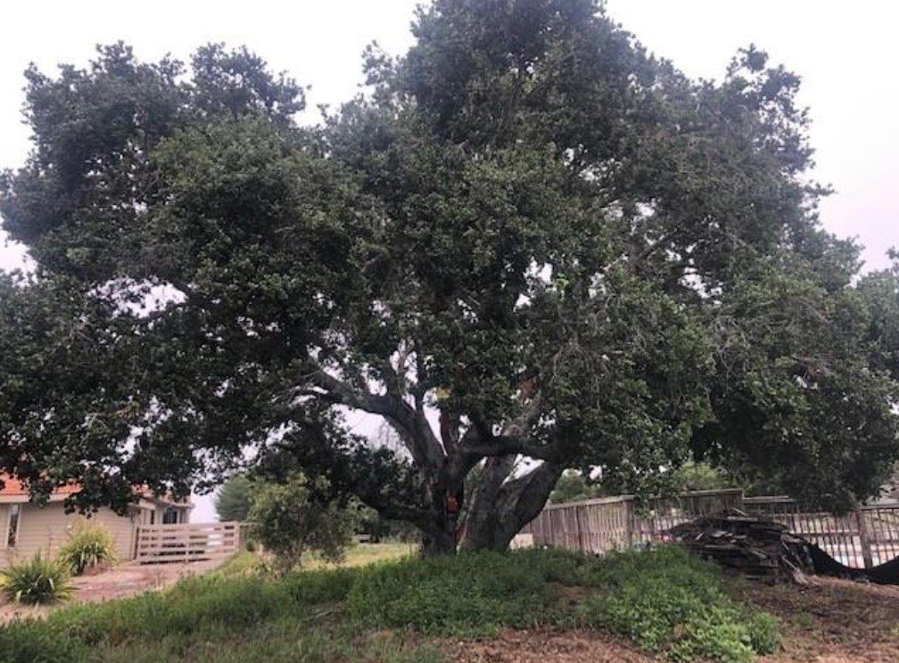 Shrub Removal | Monterey County | Coyote Tree Service