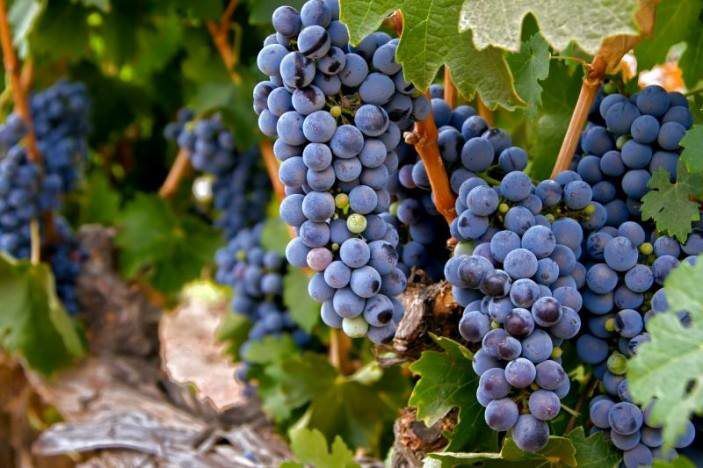 Home [www.mountainviewwines.com]