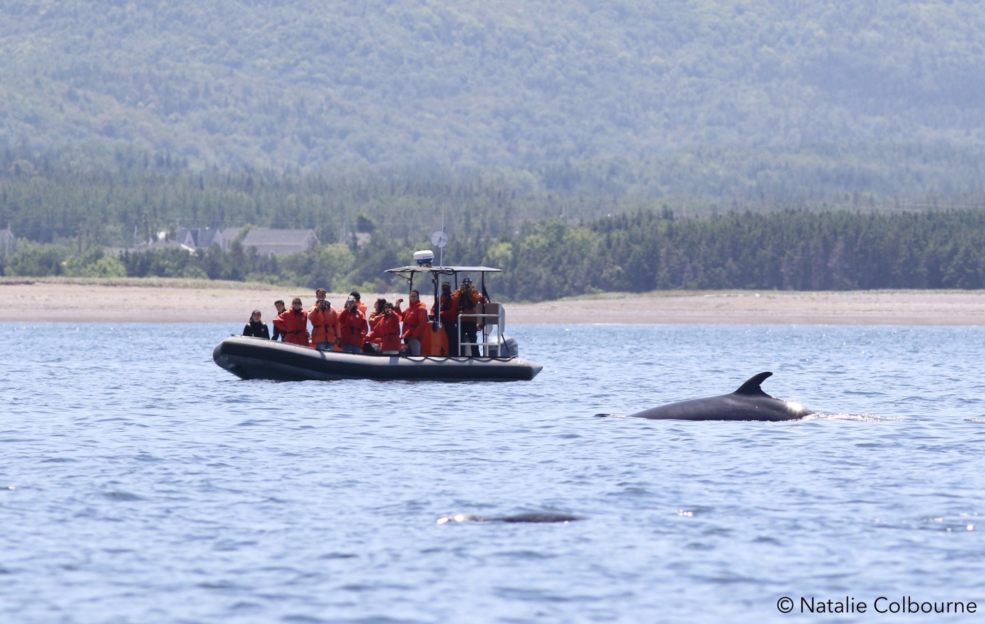 Captain Zodiac Whale Cruise