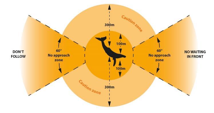 Captain Zodiac Whale Cruise