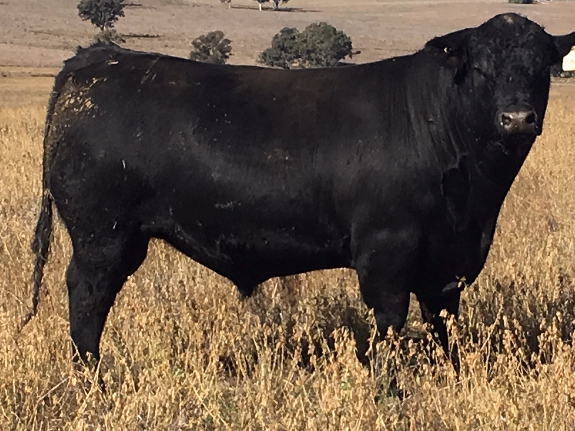 Bulls | Narranmore Pastoral Co