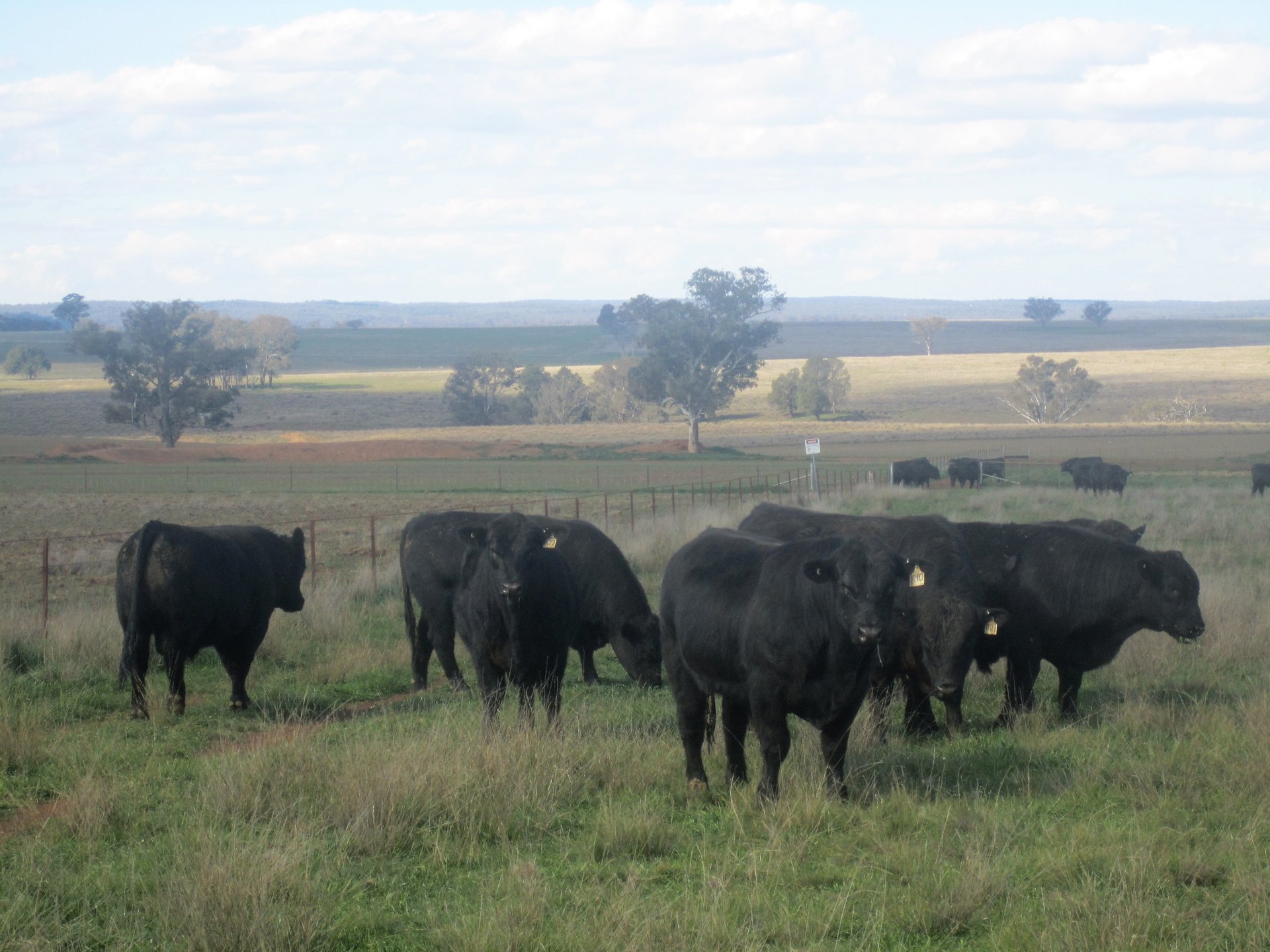 Bulls | Narranmore Pastoral Co