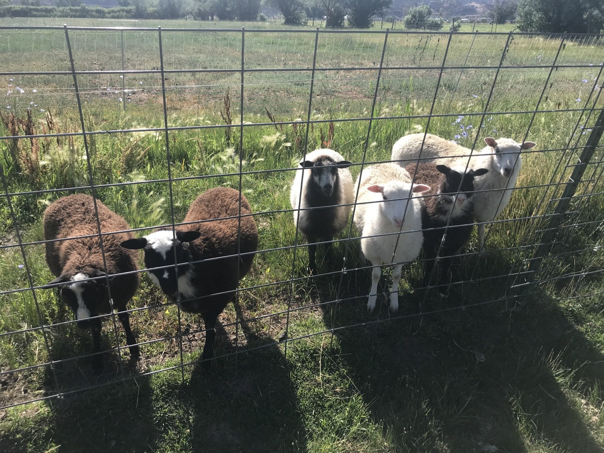 Wrapping Up 2020 at Vision Farms