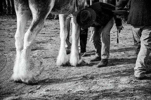 Photo Gallery - Trelane Farms