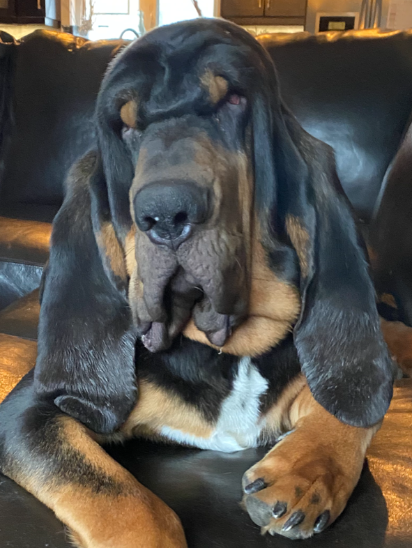 Bloodhounds - Trelane Farms