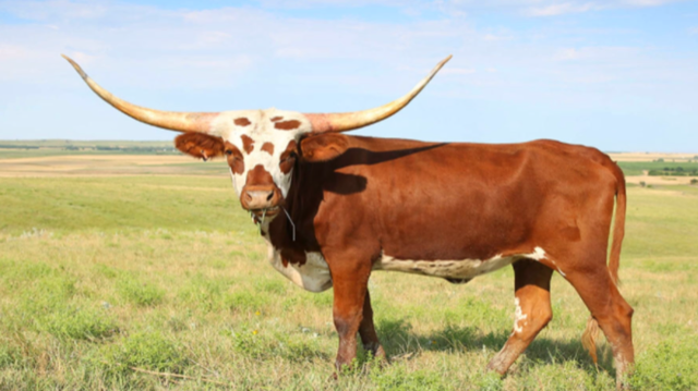 Texas Longhorns - Trelane Farms