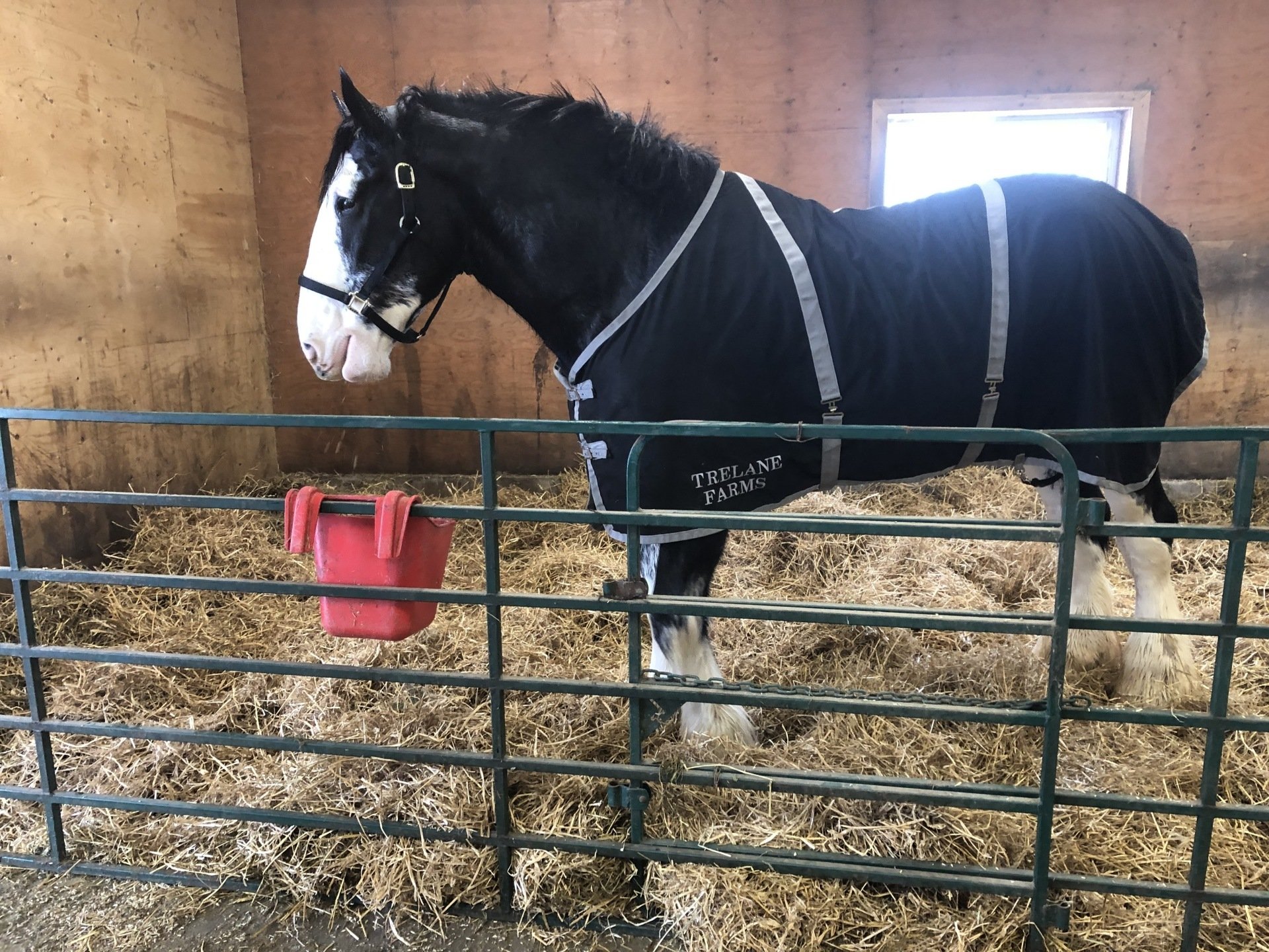 Photo Gallery - Trelane Farms