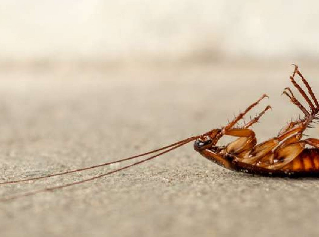 Bed Bug Control, Exterminator | Thornville, Newark & Lancaster, OH