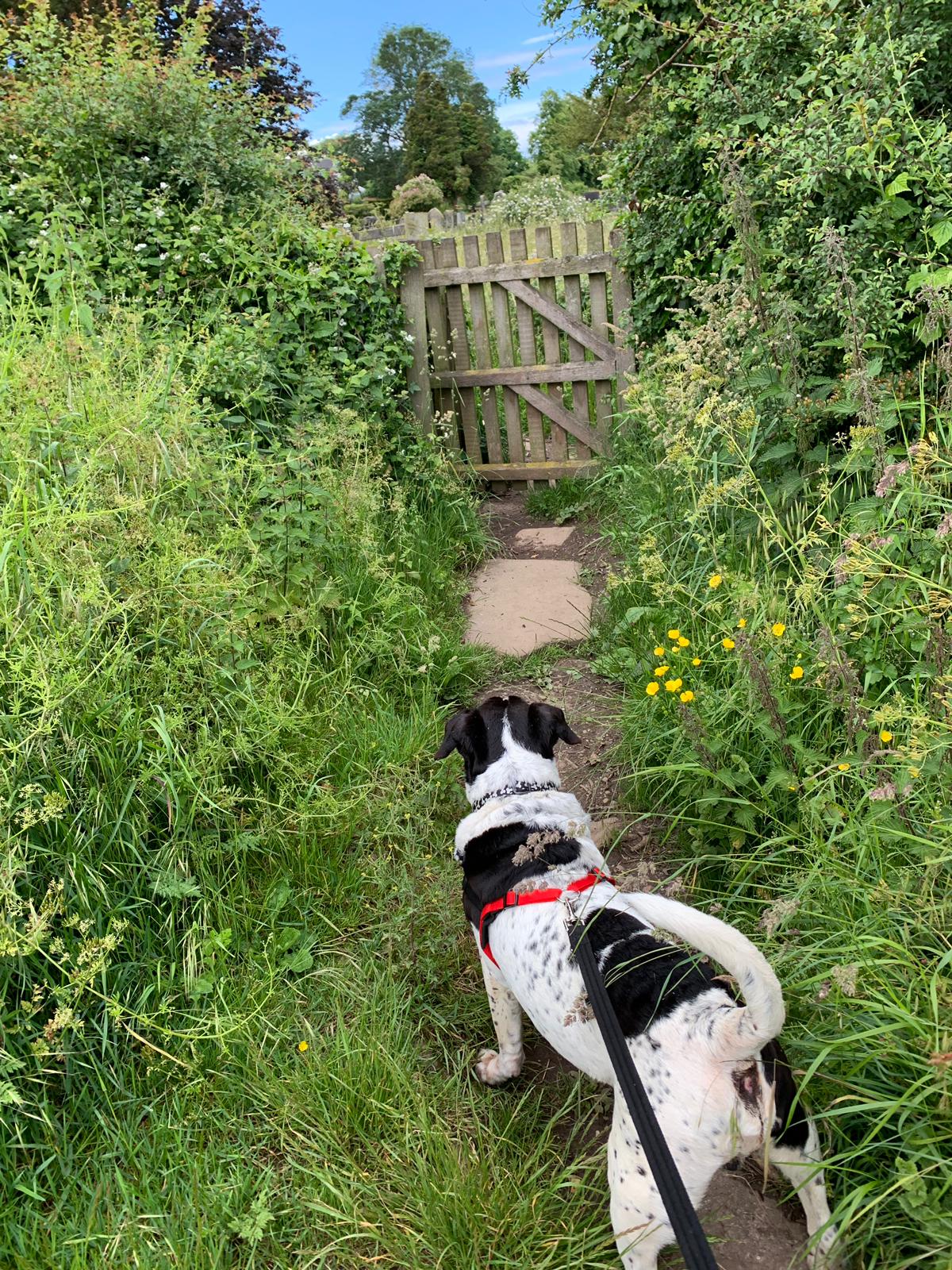 dog walking in derby | mickleover | littleover | belper |walkies and ...