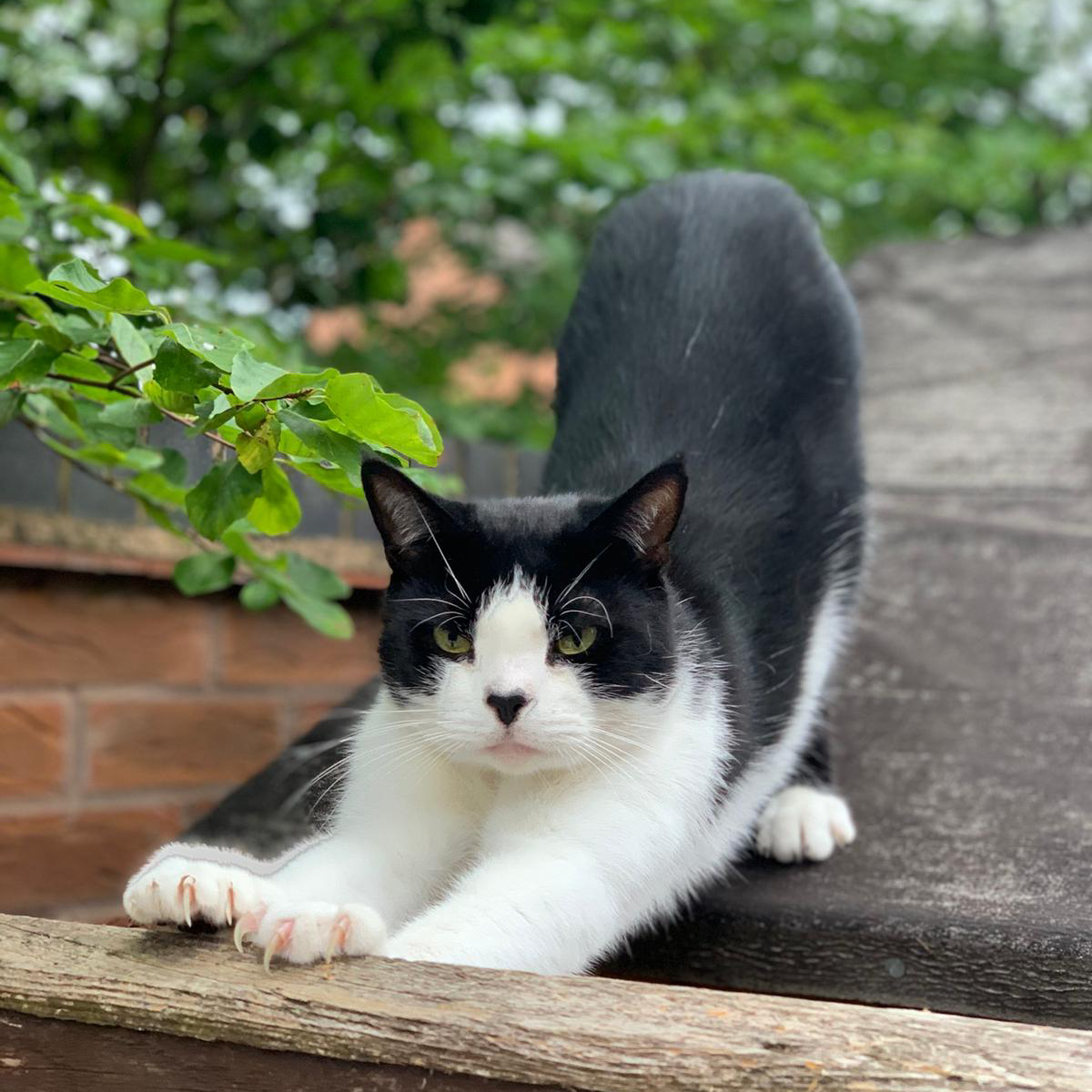 dog walking in derby | mickleover | littleover | belper |walkies and ...