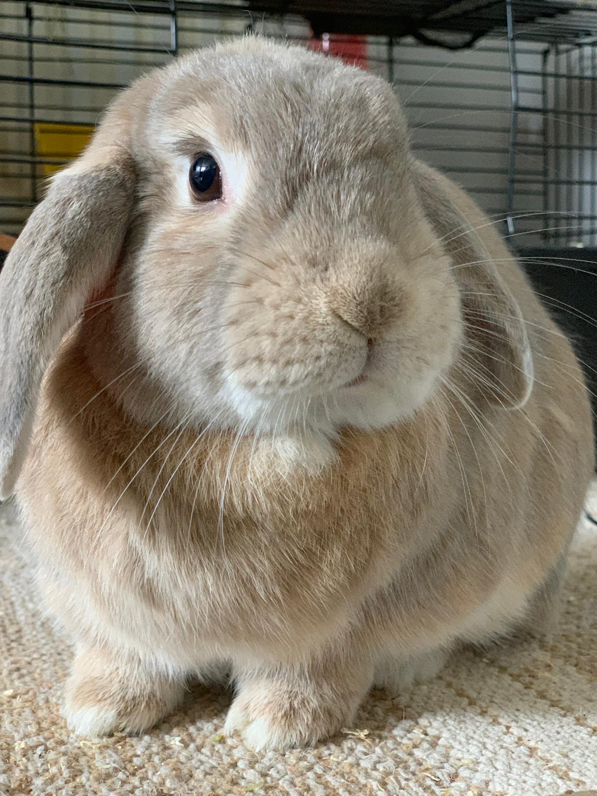 dog walking in derby | mickleover | littleover | belper |walkies and ...