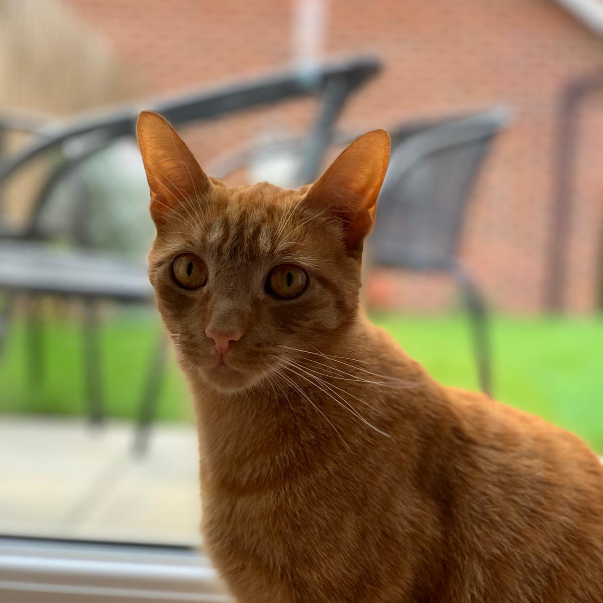 dog walking in derby | mickleover | littleover | belper |walkies and ...