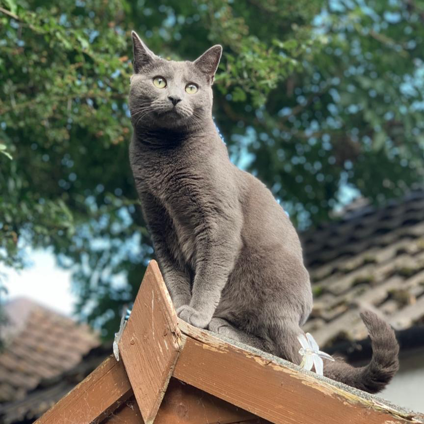 dog walking in derby | mickleover | littleover | belper |walkies and ...