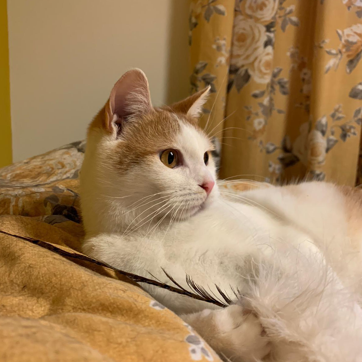 dog walking in derby | mickleover | littleover | belper |walkies and ...