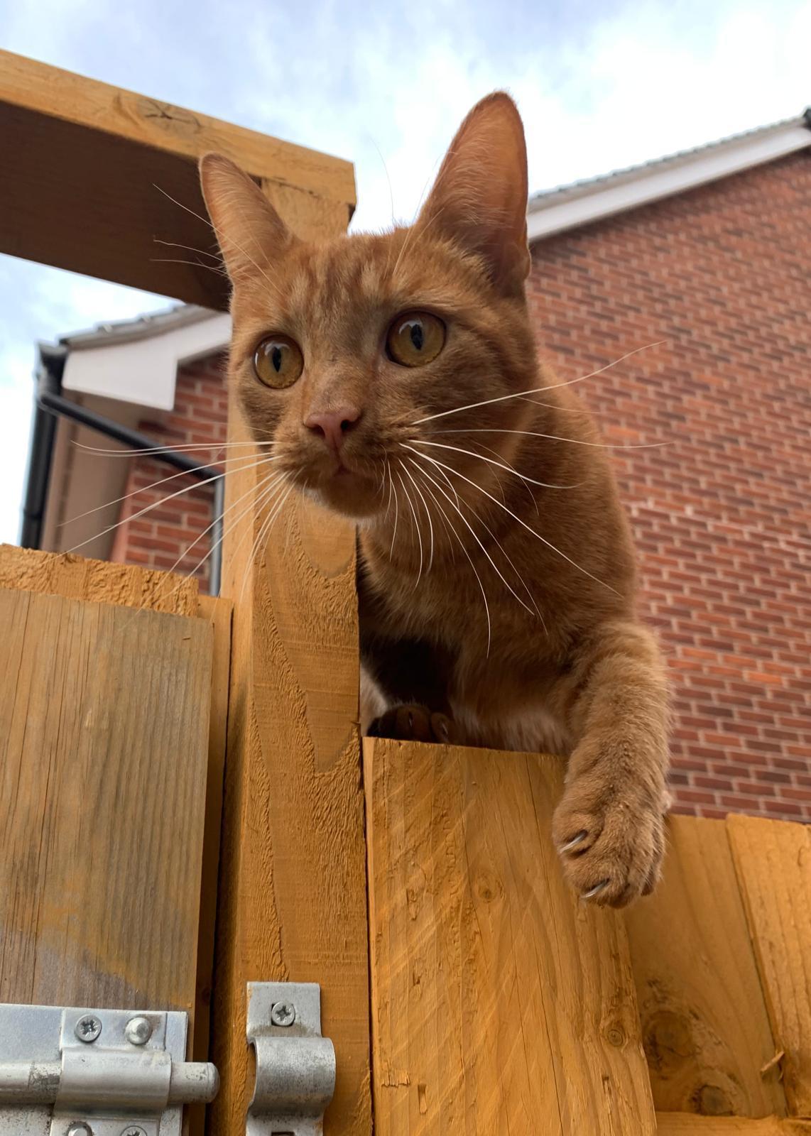 dog walking in derby | mickleover | littleover | belper |walkies and ...