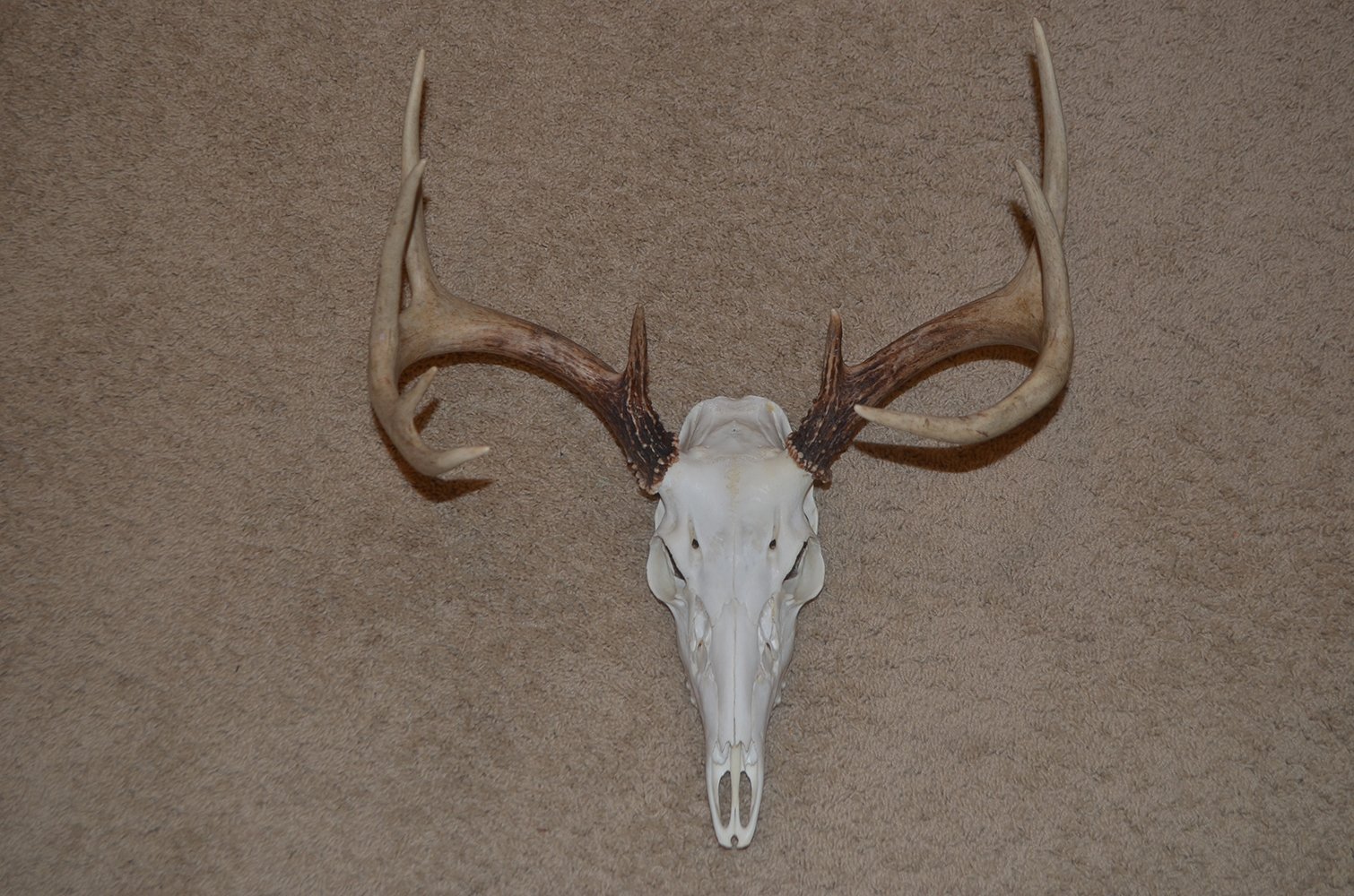 European Mounts & Skulls