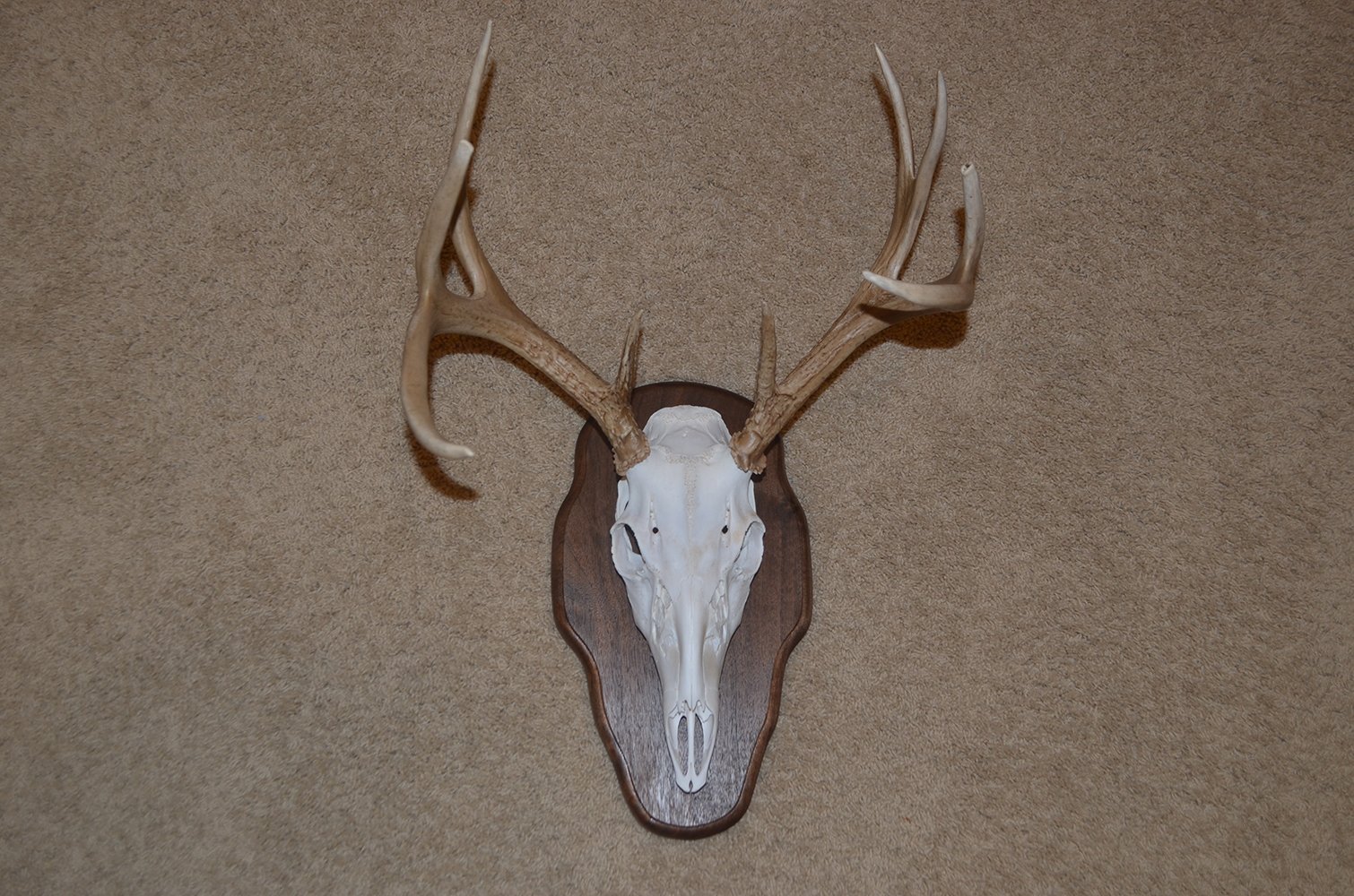 European Mounts & Skulls