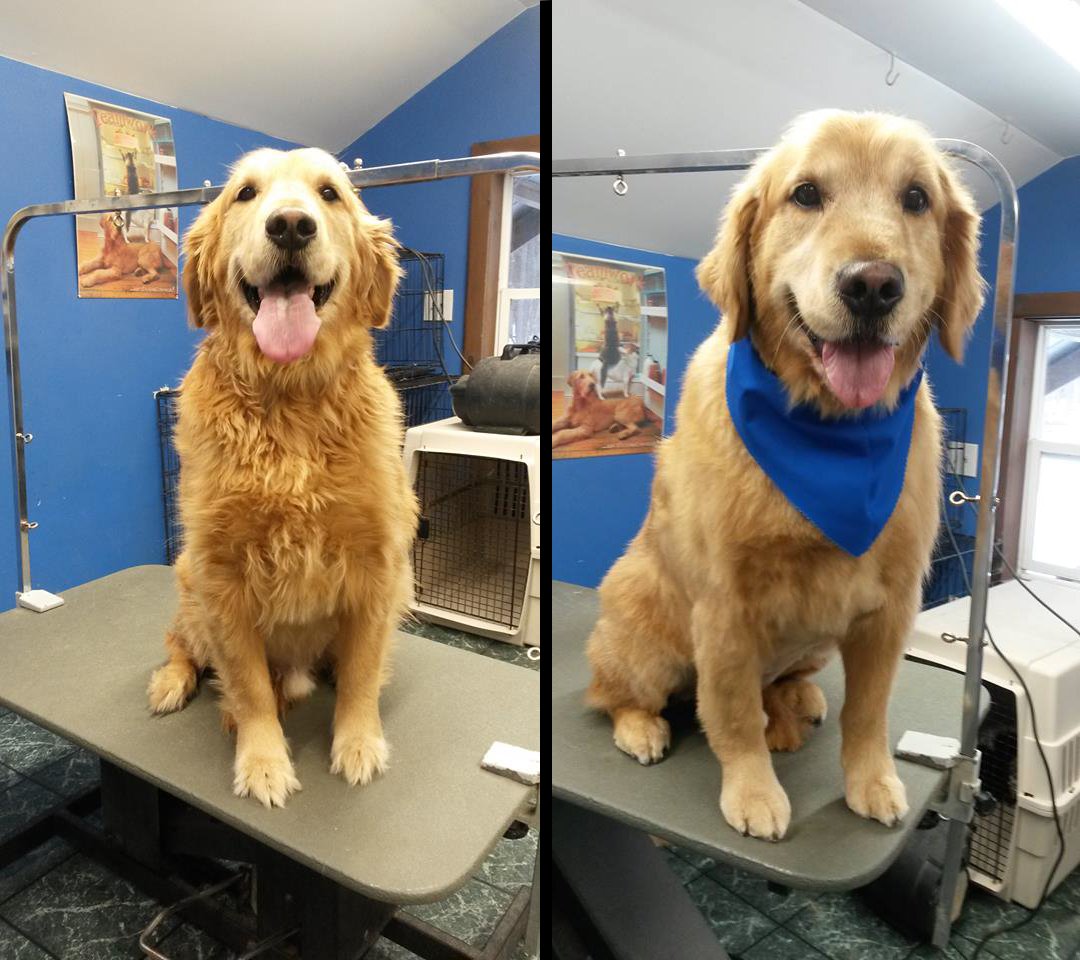 Professional Grooming for Your Pets at Top of the Hill Kennels