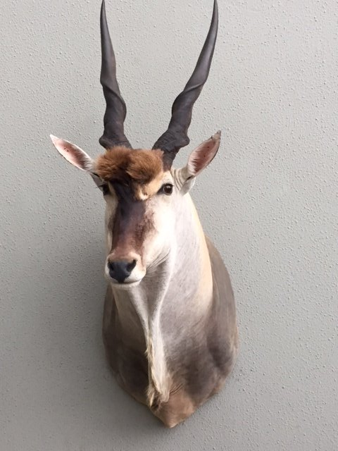 South Pacific Taxidermy