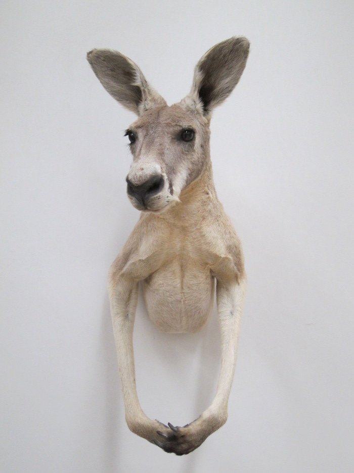 South Pacific Taxidermy