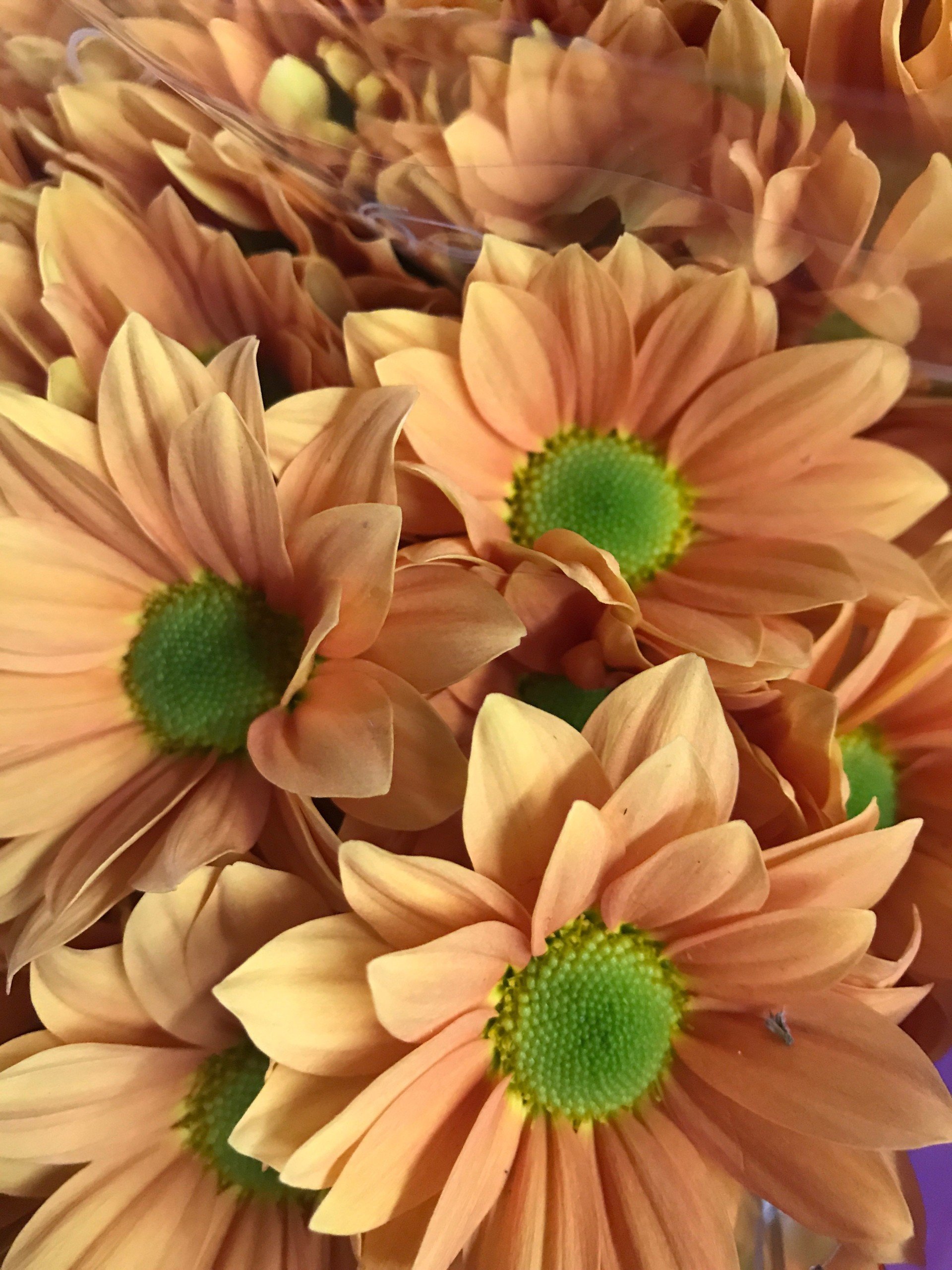 Wholesale Florist | Florist | Cut Flowers | Fresh Flowers | Wedding Flowers