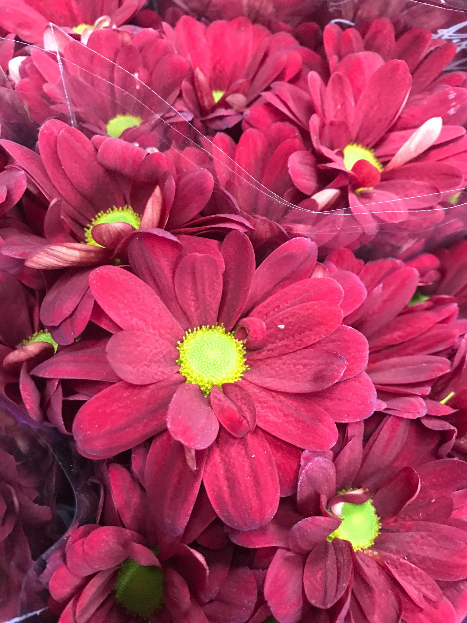 Wholesale Florist | Florist | Cut Flowers | Fresh Flowers | Wedding Flowers
