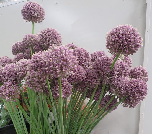 Wholesale Florist | Florist | Cut Flowers | Fresh Flowers | Wedding Flowers