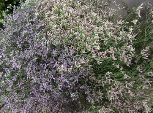 Wholesale Florist | Florist | Cut Flowers | Fresh Flowers | Wedding Flowers